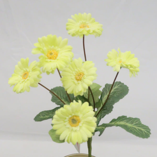 MINI GERBERA DAISY PLANT MINT – Longs Florist Supply