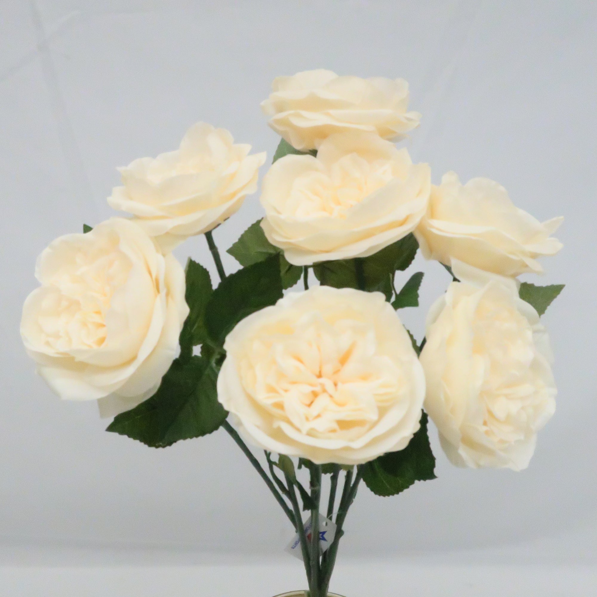 ENGLISH GARDEN ROSE BUSH IVORY – Longs Florist Supply